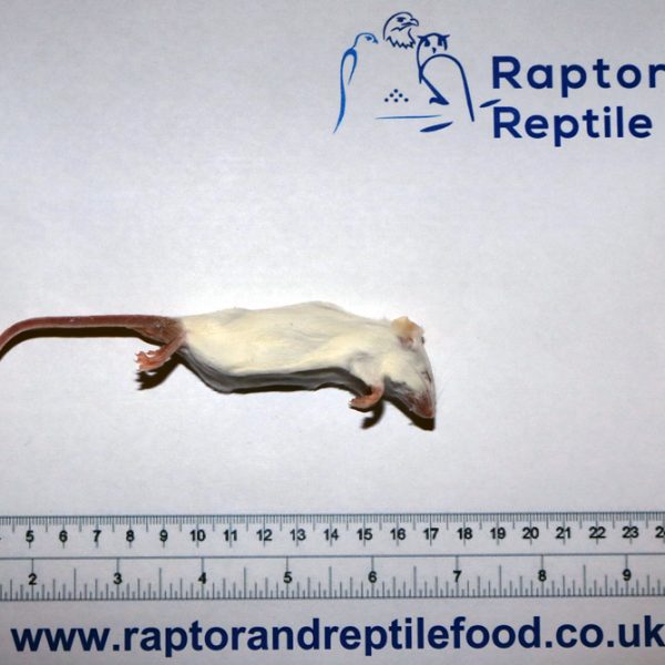 Frozen day old chicks - Frozen Animal Food - 24 hour delivery - Raptor ...