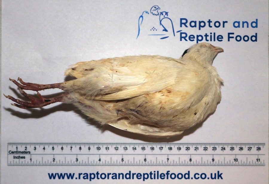 Ex layer English Quail - Box of 20 - Raptor and Reptile Food
